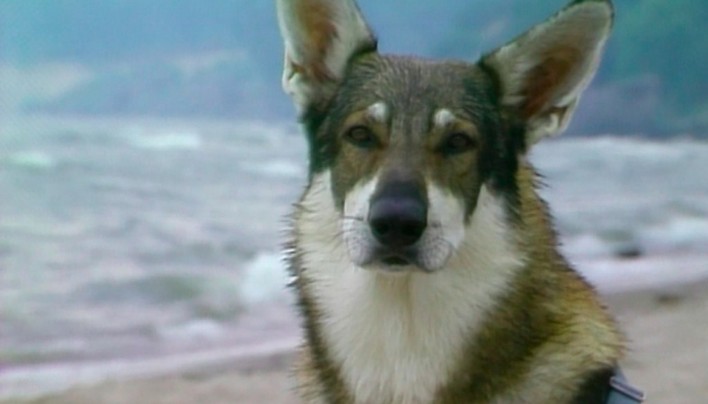 The Development Slate Episode 29 - The Littlest Hobo w/ Geek Hard ...